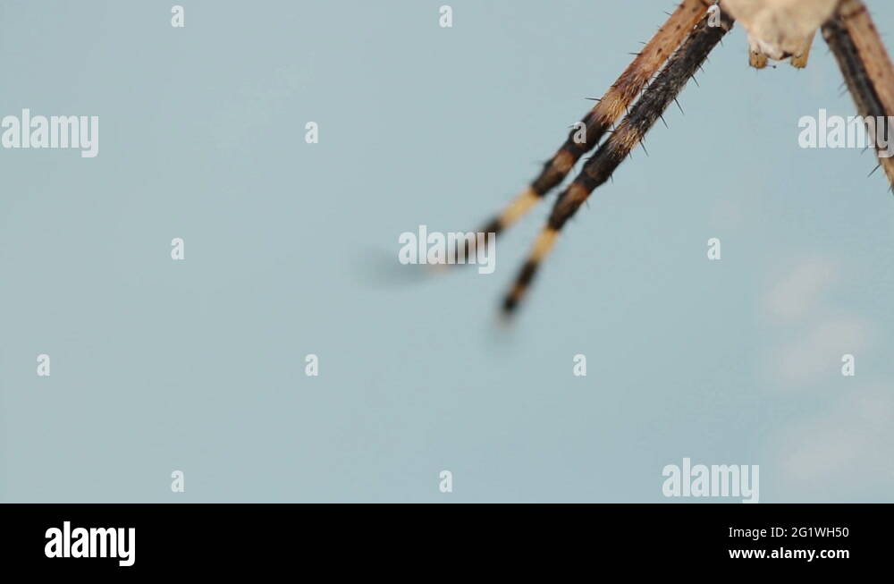 Spider shooting web Stock Videos & Footage - HD and 4K Video Clips - Alamy