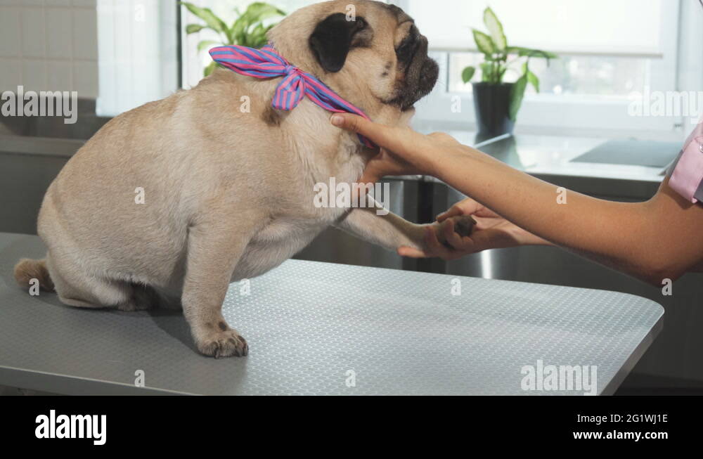 Paws and claws Stock Videos & Footage - HD and 4K Video Clips - Alamy