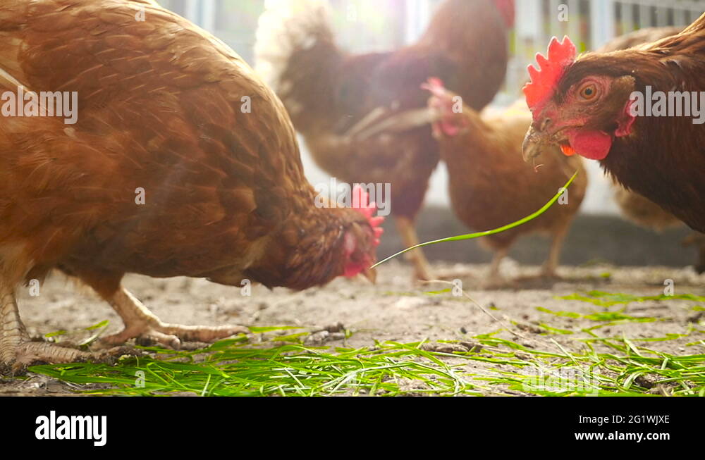 Chicken bird eat grain Stock Videos & Footage - HD and 4K Video Clips ...