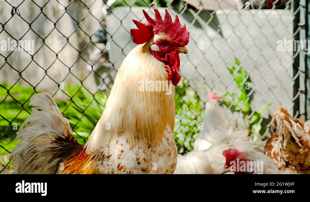 Talking rooster Stock Videos & Footage - HD and 4K Video Clips - Alamy