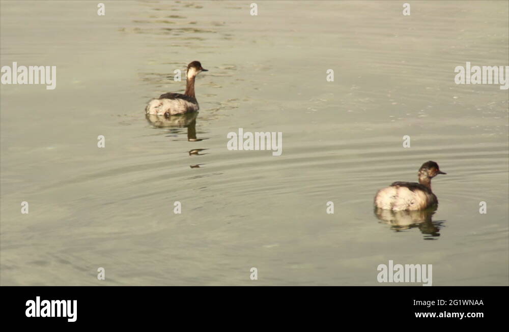 Ducking Stock Videos & Footage - HD and 4K Video Clips - Alamy