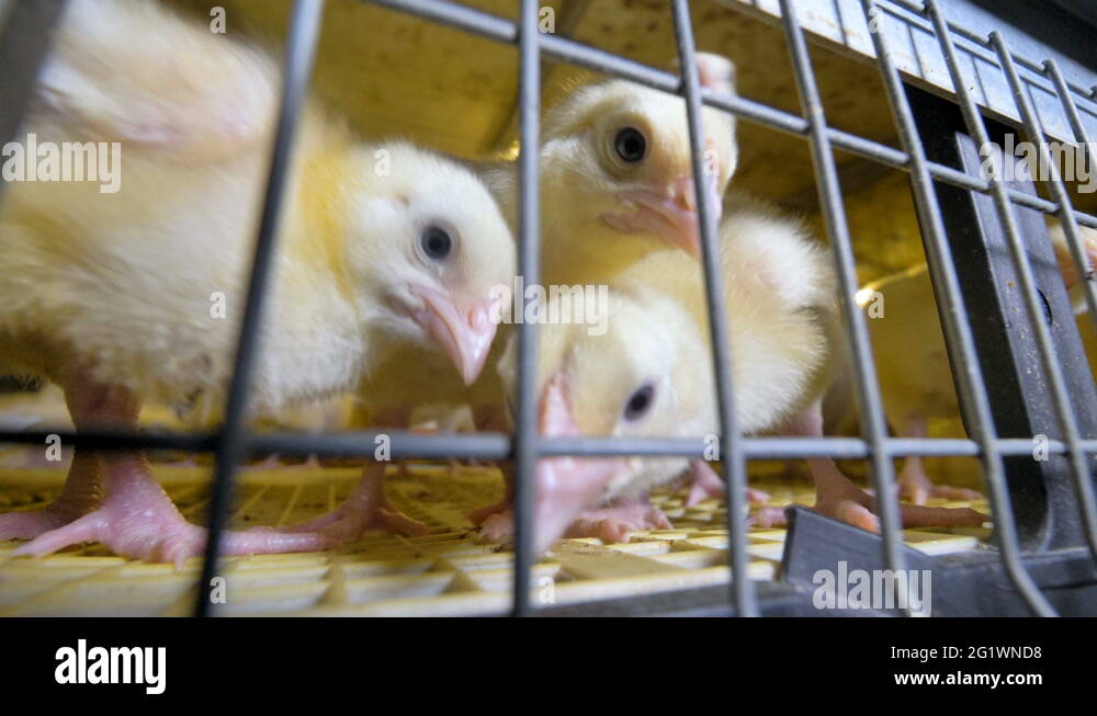 Poultry rearing Stock Videos & Footage - HD and 4K Video Clips - Alamy