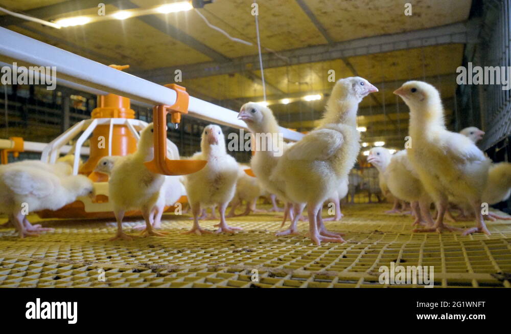 Baby chickens hatching Stock Videos & Footage - HD and 4K Video Clips ...