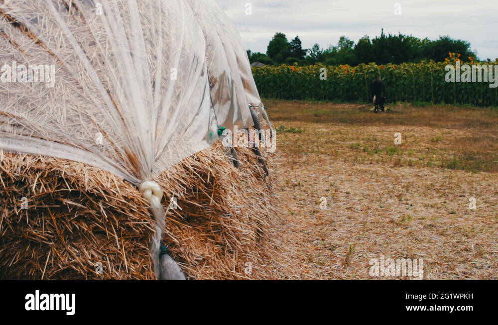 Straw for animals Stock Videos & Footage - HD and 4K Video Clips - Alamy