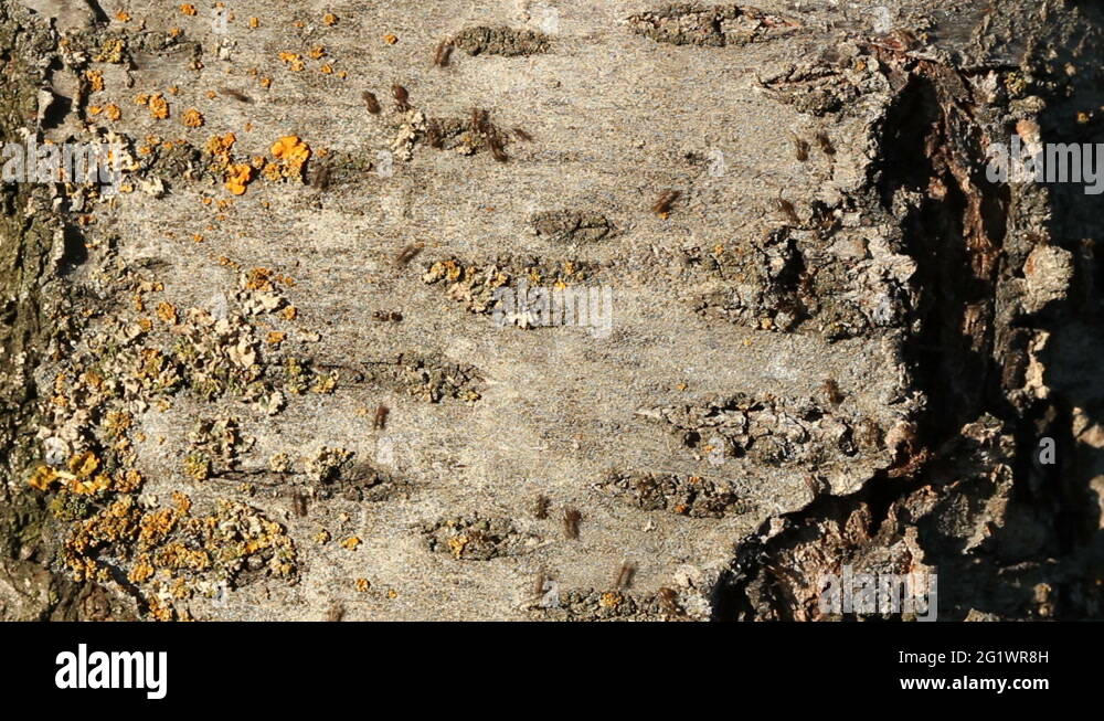 Ants on tree bark in garden. Many ants are moving up and down Stock ...