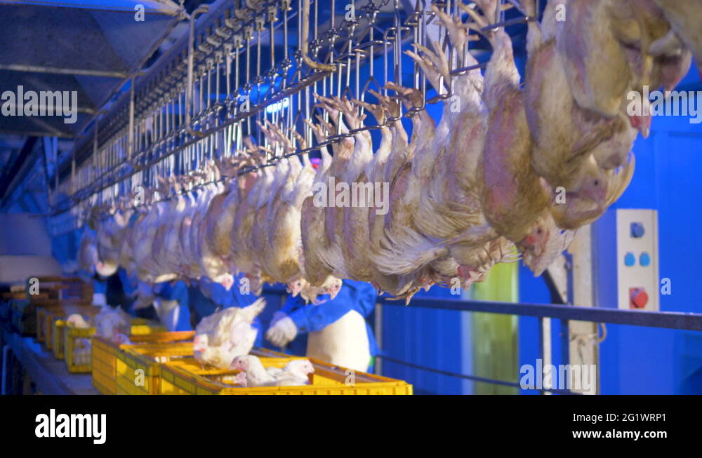 Alive chicken Stock Videos & Footage - HD and 4K Video Clips - Alamy