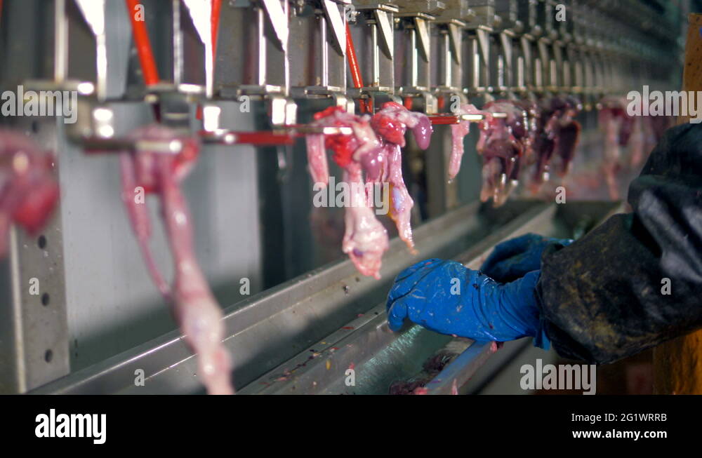 Chicken factory worker Stock Videos & Footage - HD and 4K Video Clips ...