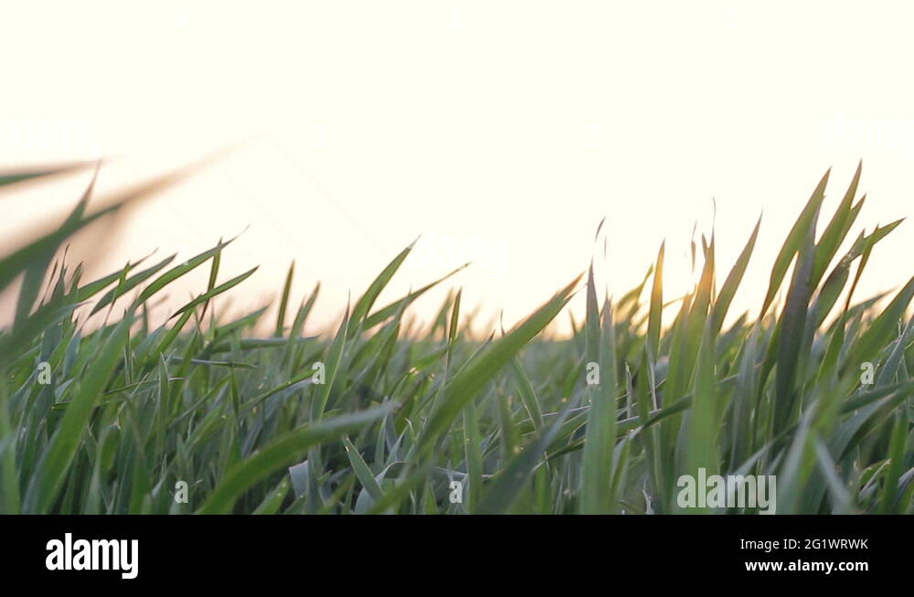 Green shoots grass Stock Videos & Footage - HD and 4K Video Clips - Alamy