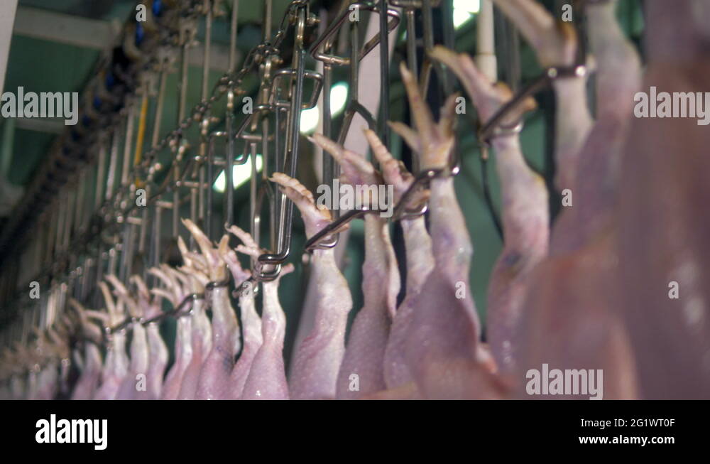 Poultry shackle line full of broilers feet in detail Stock Video ...