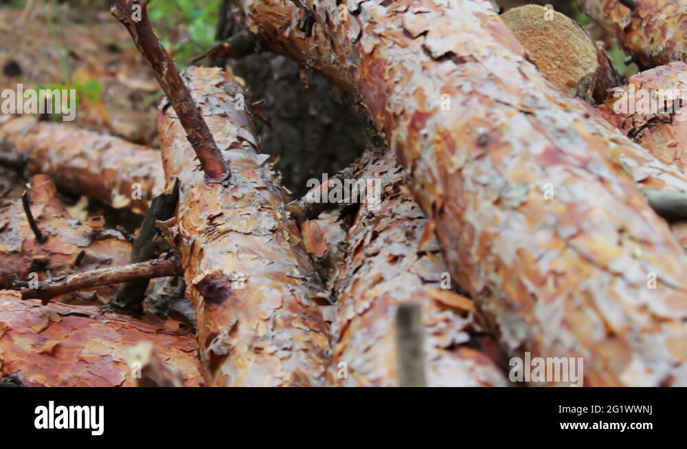 Folded trees on the ground close up.The problem of deforestation.Huge ...