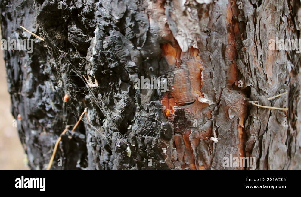 Fire tree trunk Stock Videos & Footage - HD and 4K Video Clips - Alamy