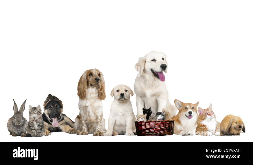 Welsh rabbit Stock Videos & Footage - HD and 4K Video Clips - Alamy