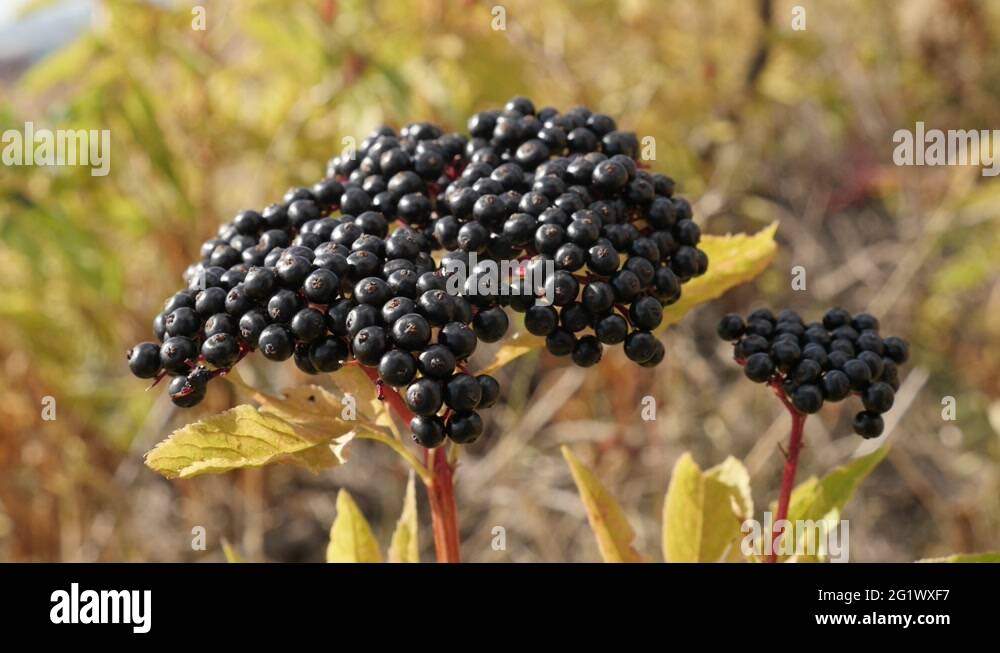 Dwarf elder tree Stock Videos & Footage - HD and 4K Video Clips - Alamy