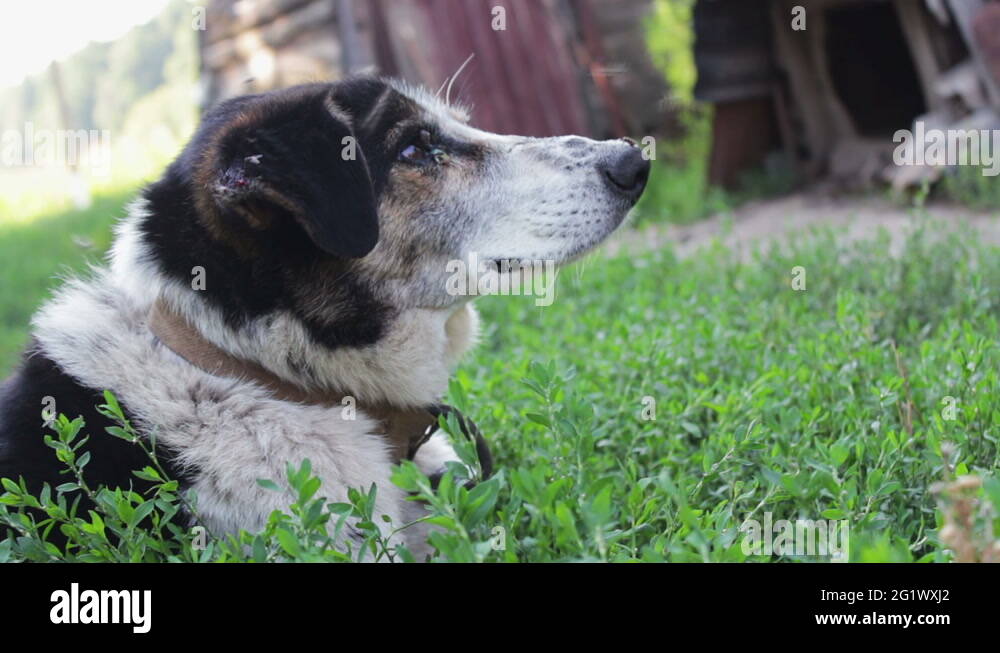 Old exhausted dog with bitten flies and rotten ears is leaning on the ...