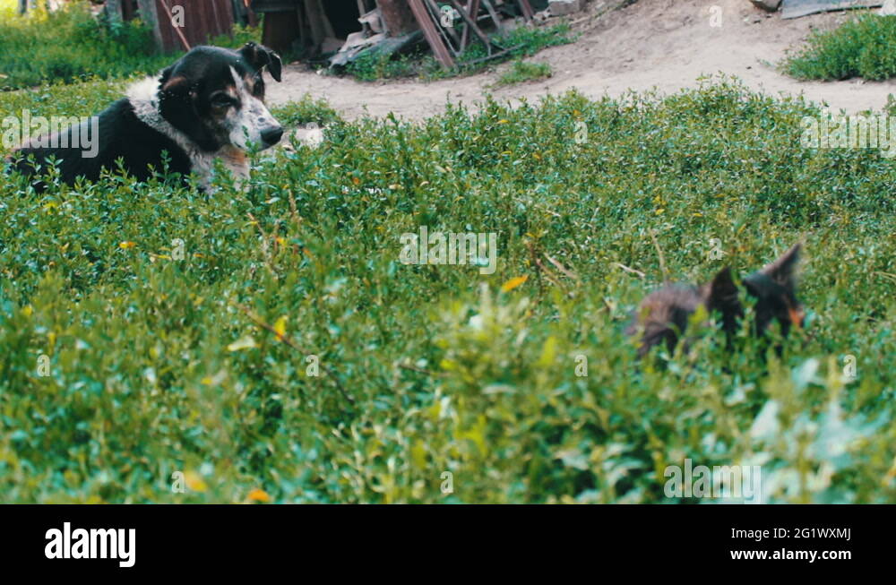 Rotten shepherd Stock Videos & Footage - HD and 4K Video Clips - Alamy