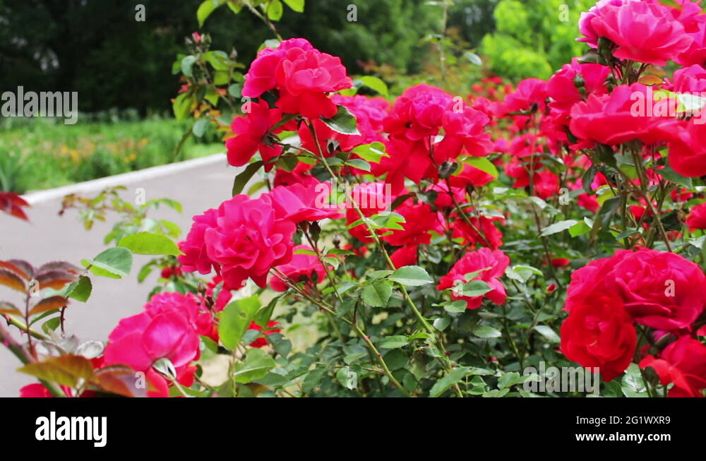 Flowering roses in summer park Stock Videos & Footage - HD and 4K Video ...