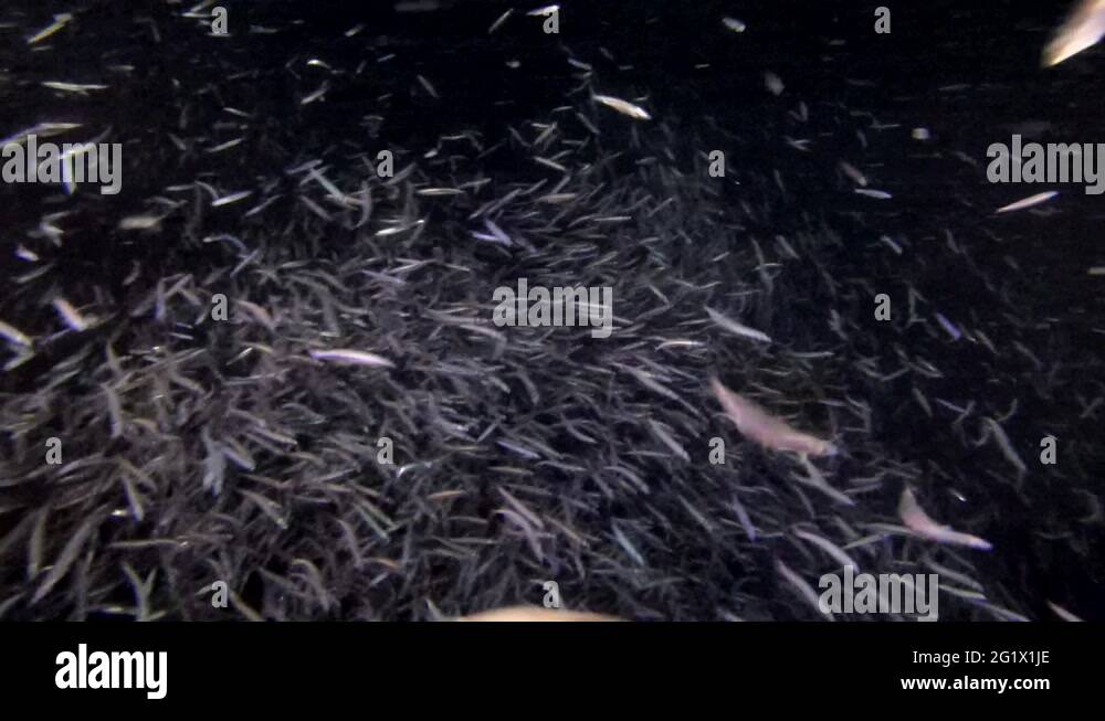 Black sea sprat Stock Videos & Footage - HD and 4K Video Clips - Alamy