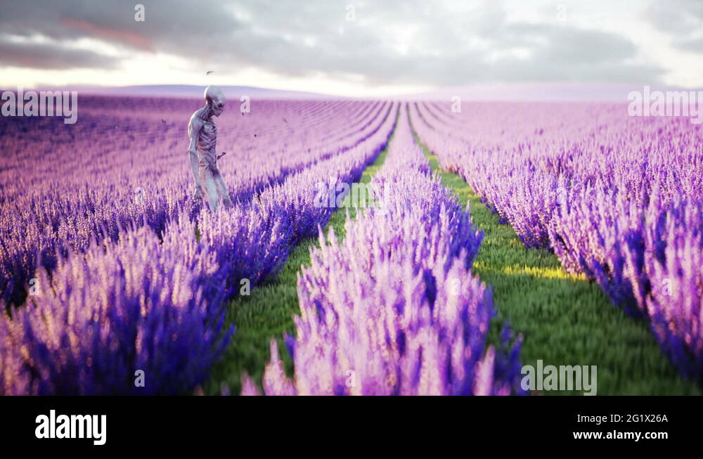 Alien with butterflies in lavender field. concept of UFO. Realistic 4k ...