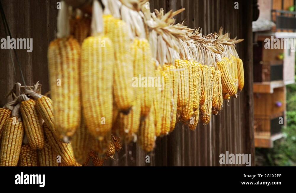 Dry corn nutrition Stock Videos & Footage - HD and 4K Video Clips - Alamy