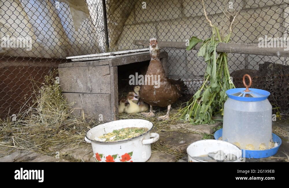 Muscovy Duck Cairina Moschata Ducklings Stock Videos And Footage Hd And