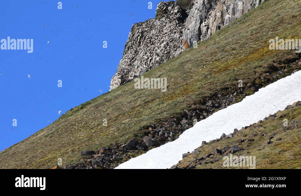Colonies of nesting sea birds Stock Videos & Footage - HD and 4K Video ...