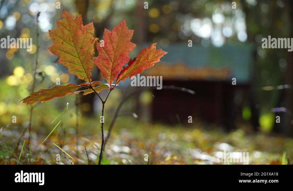 Leaf hut in forest Stock Videos & Footage - HD and 4K Video Clips - Alamy
