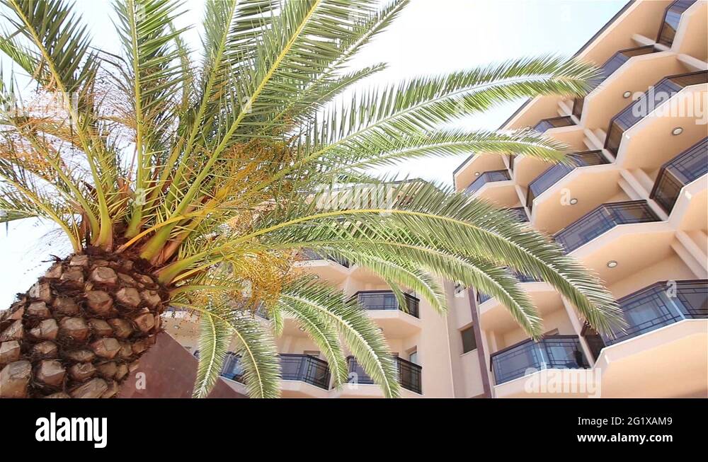 Palm tree growing in front of the main building of the Hotel Stock ...