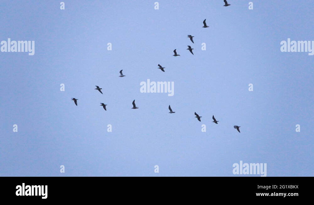 Mallard flying v formation Stock Videos & Footage - HD and 4K Video ...