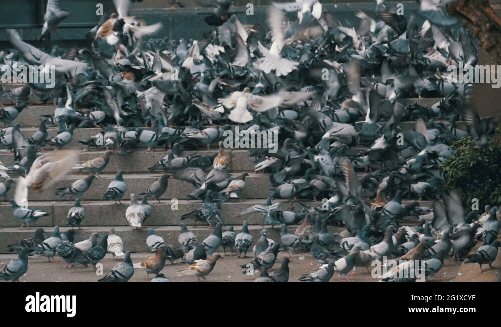 96 steps Stock Videos & Footage - HD and 4K Video Clips - Alamy