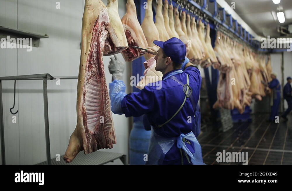 Carcasses pigs in slaughterhouse Stock Videos & Footage - HD and 4K ...