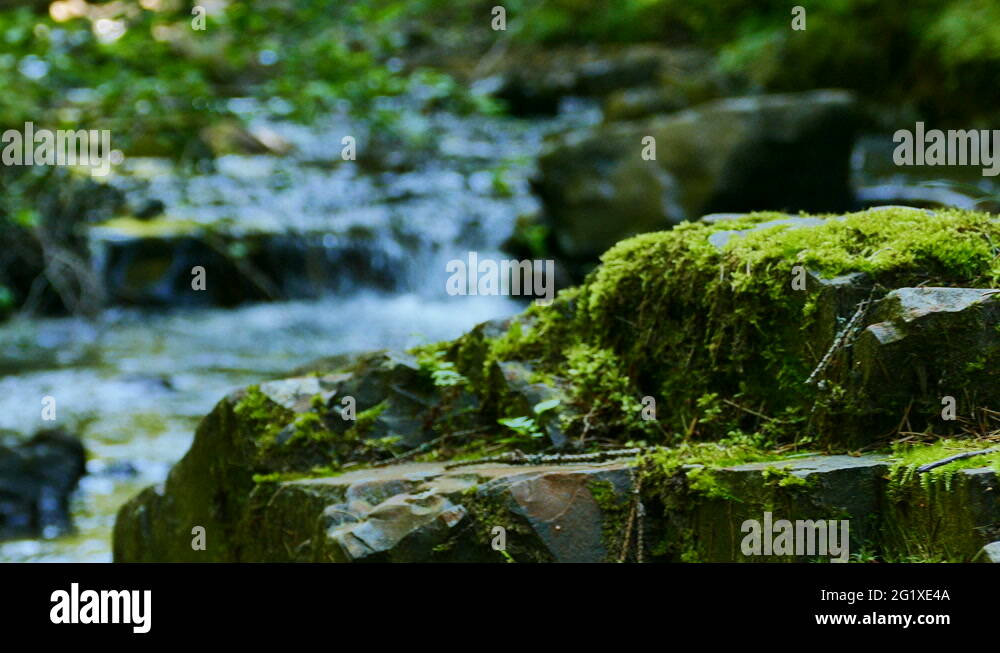 Green moss wood Stock Videos & Footage - HD and 4K Video Clips - Alamy
