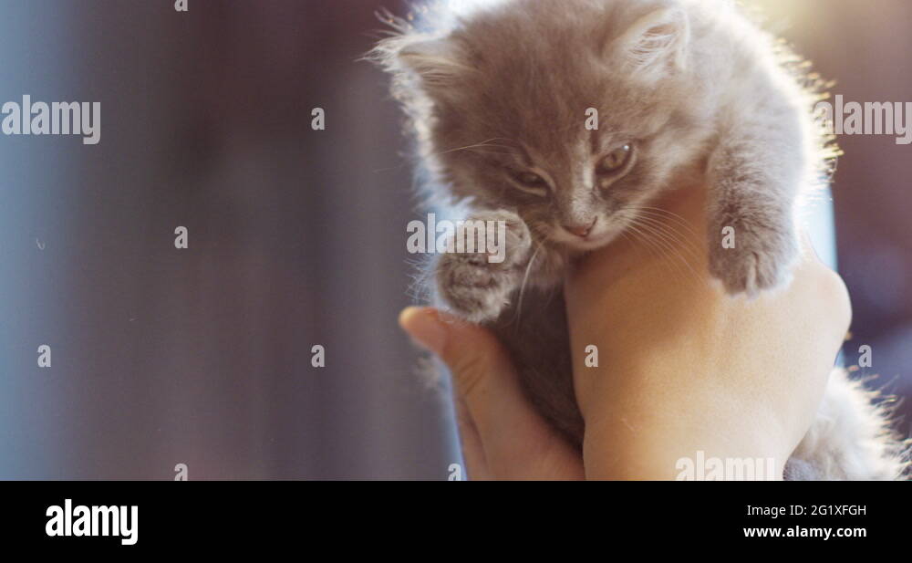 Kitty holding hands Stock Videos & Footage - HD and 4K Video Clips - Alamy