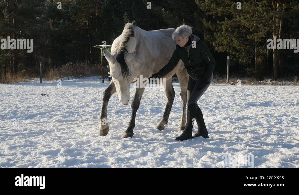 Horse bowing Stock Videos & Footage - HD and 4K Video Clips - Alamy