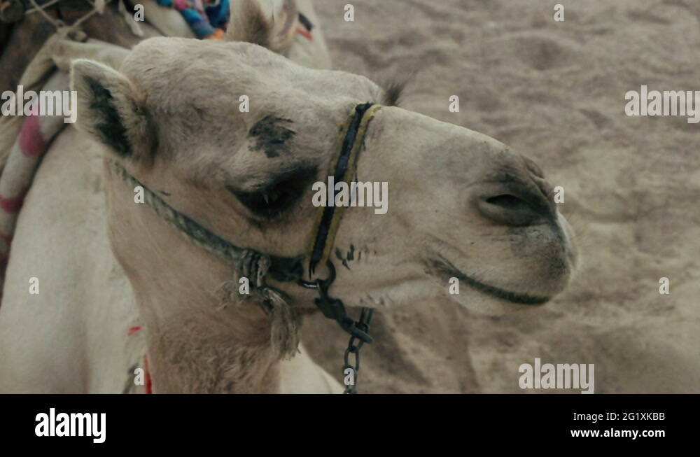 funny camel looks Stock Video Footage - Alamy
