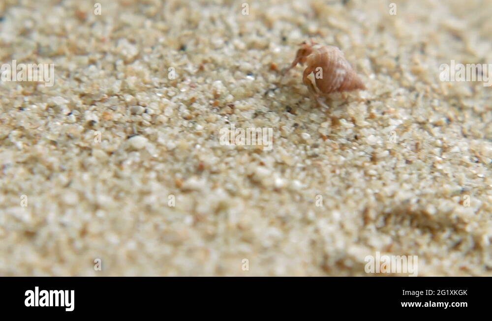 Beach sand and shell Stock Videos & Footage - HD and 4K Video Clips - Alamy