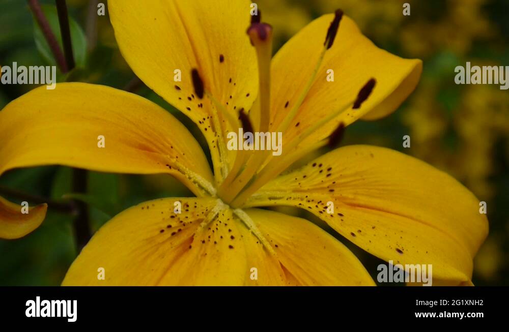 plant Lilium bulbiferum details close-up HD footage - Herbaceous lily ...