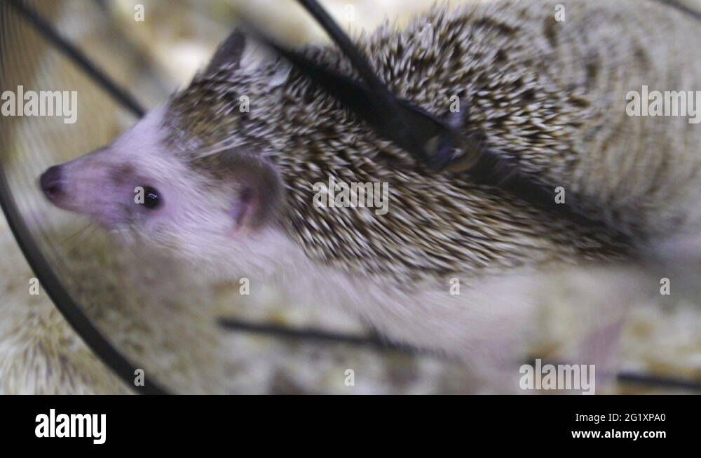 Concept of office hard work, race, stress, workaholic. hedgehog in ...