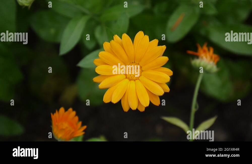 Calendula officinalis flower Stock Videos & Footage - HD and 4K Video ...