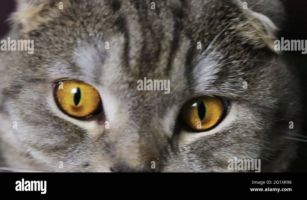 Stare cat Stock Videos & Footage - HD and 4K Video Clips - Alamy