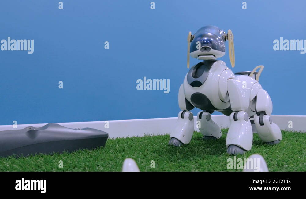 Robot dog Stock Videos & Footage - HD and 4K Video Clips - Alamy