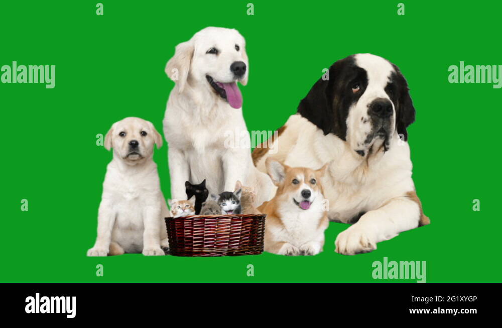 pets on green screen Stock Video Footage - Alamy