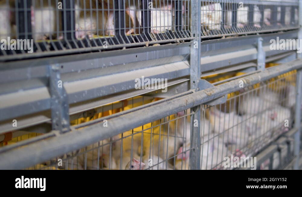 Big broiler chicken farm Stock Videos & Footage - HD and 4K Video Clips ...