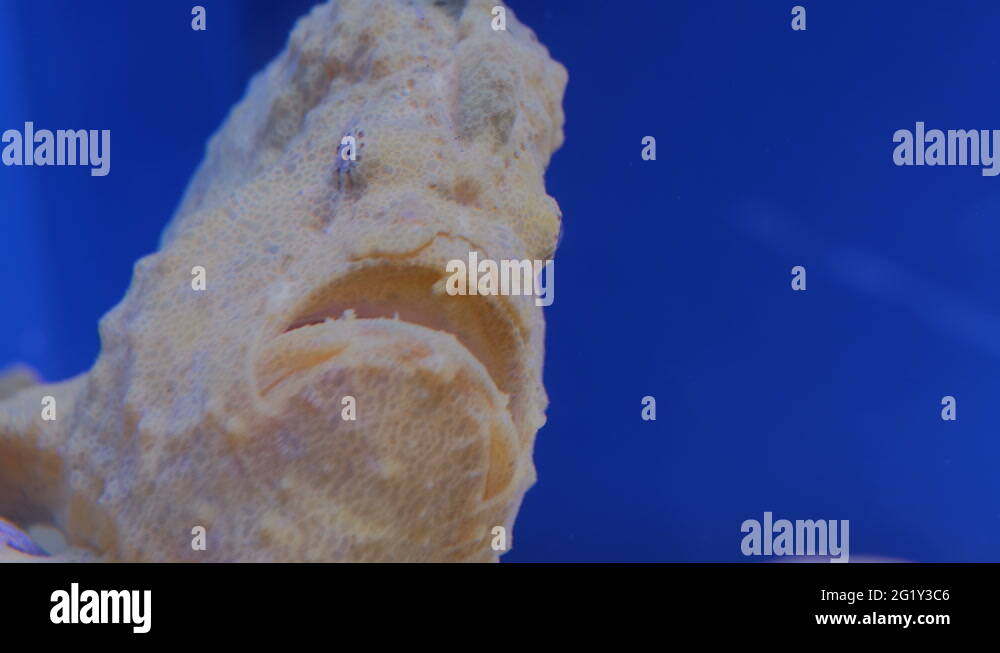 Open mouth fish Stock Videos & Footage - HD and 4K Video Clips - Alamy