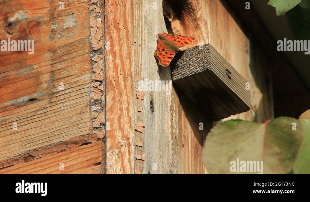 Nesting butterfly Stock Videos & Footage - HD and 4K Video Clips - Alamy