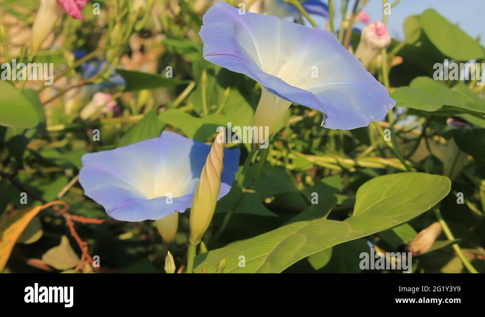 Buttercup leaves Stock Videos & Footage - HD and 4K Video Clips - Alamy