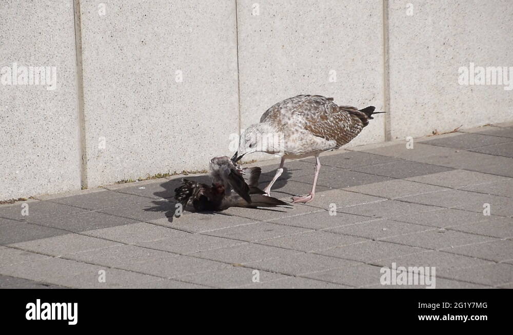 Seagull predator Stock Videos & Footage - HD and 4K Video Clips - Alamy
