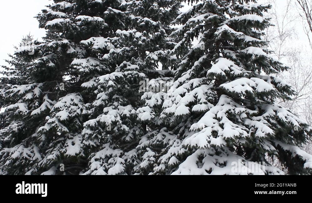 Huge fir trees Stock Videos & Footage - HD and 4K Video Clips - Alamy