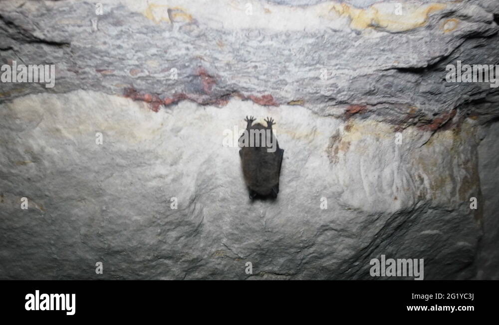 Water bat Stock Videos & Footage - HD and 4K Video Clips - Alamy