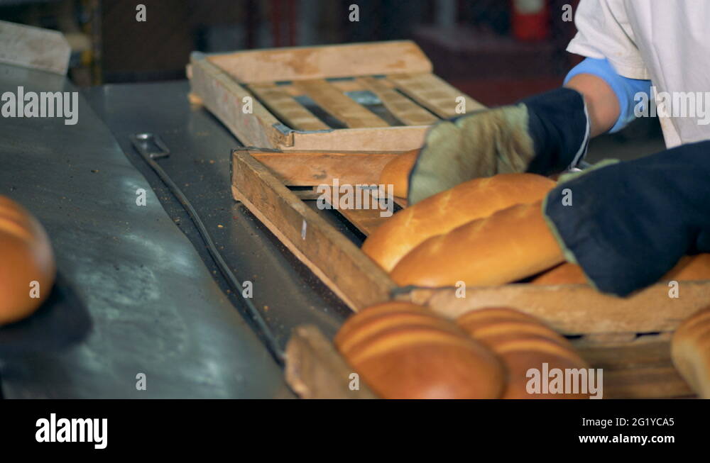 Baked golden baked loaves of bread are being put from the conveyor to ...