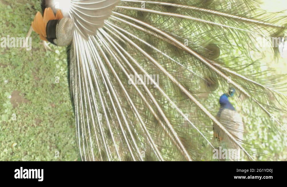 Spread wings horizontal Stock Videos & Footage - HD and 4K Video Clips ...